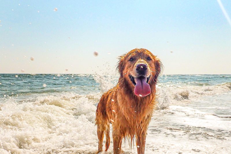 Team - Kindness Pet Hospital