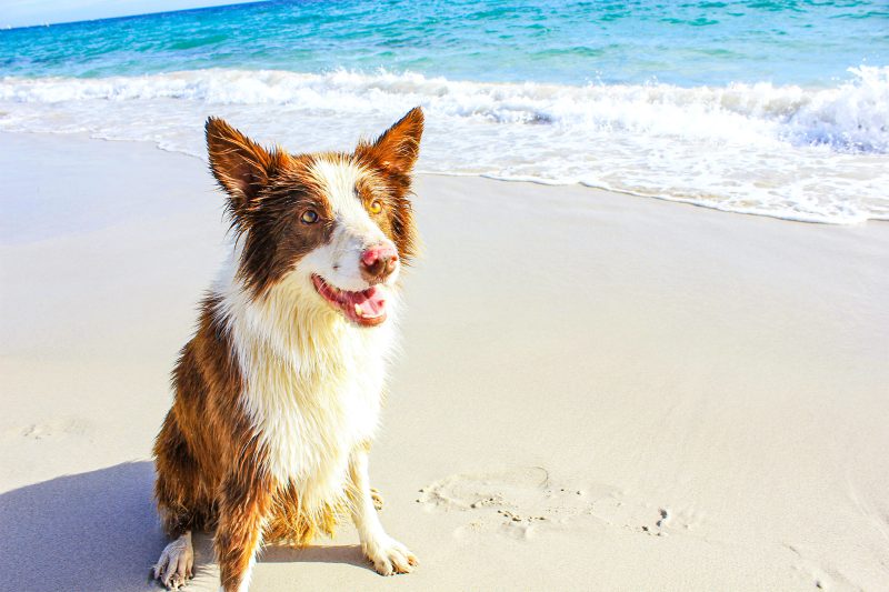 Contact - Kindness Pet Hospital