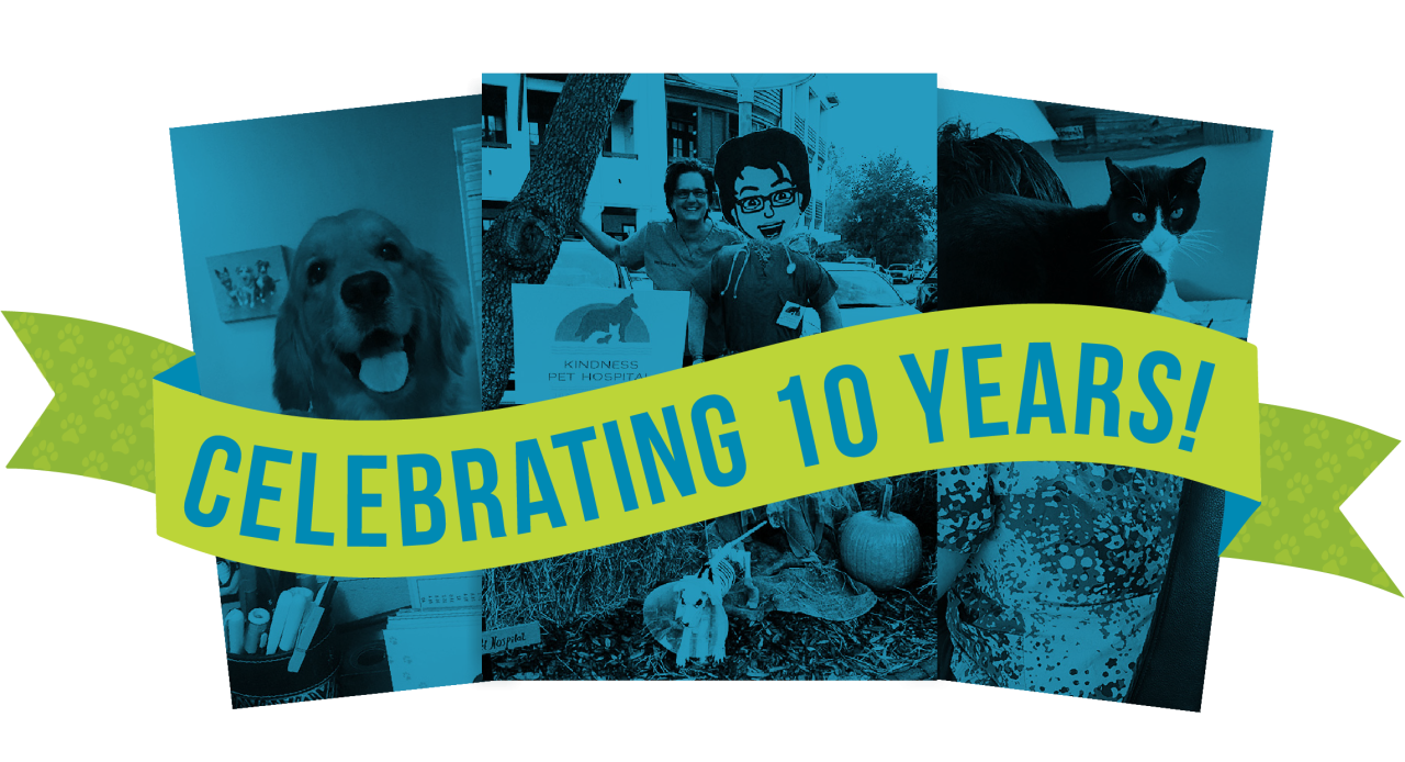 Welcome - Kindness Pet Hospital